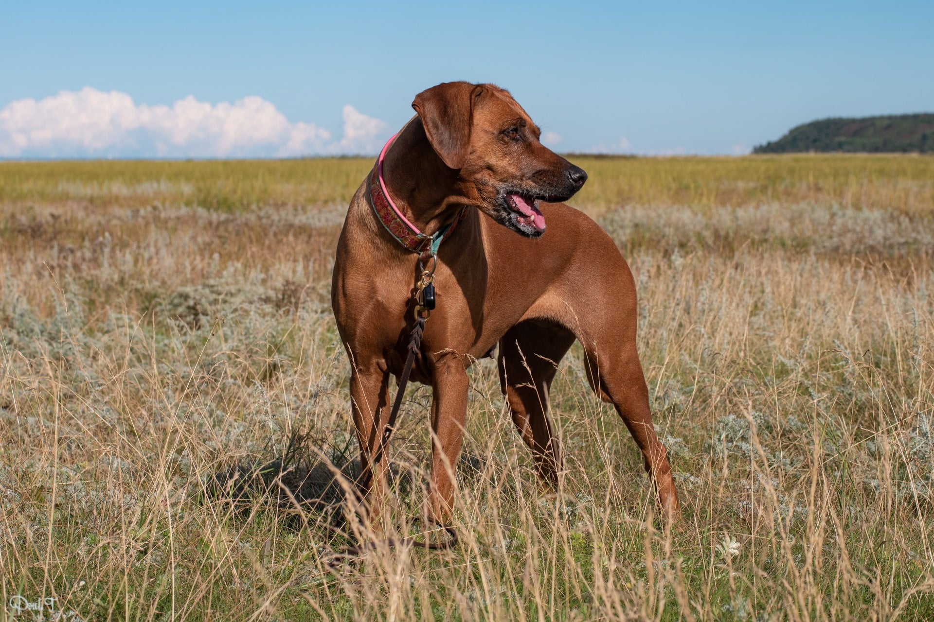 SKIC byder på hundeudstilling på lørdag - Byens Nyt